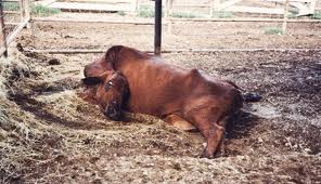 Life on Factory Farms for Cows Raised for Beef - Humane Decisions