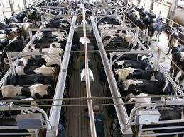 Life on Factory Farms for Dairy Cows - Humane Decisions