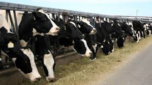 Factory Farm Map of the U.S. - Humane Decisions