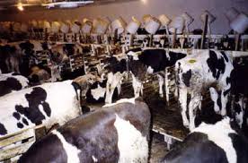 Life on Factory Farms for Dairy Cows