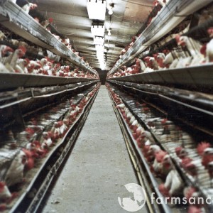 Life on Factory Farms for Egg-Laying Hens - Humane Decisions