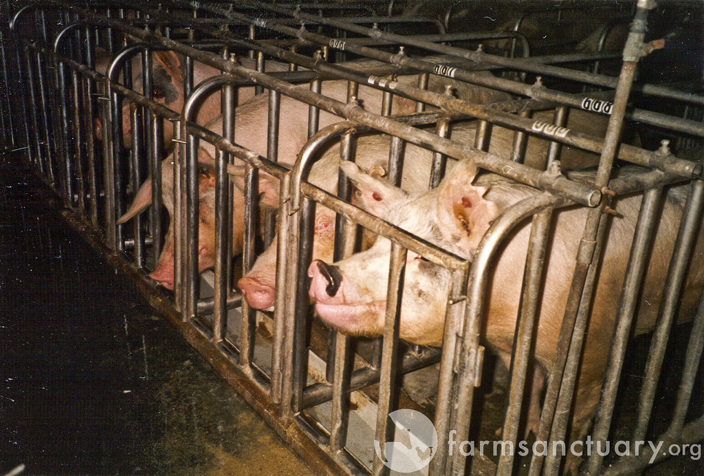Life on Factory Farms for Pigs - Humane Decisions
