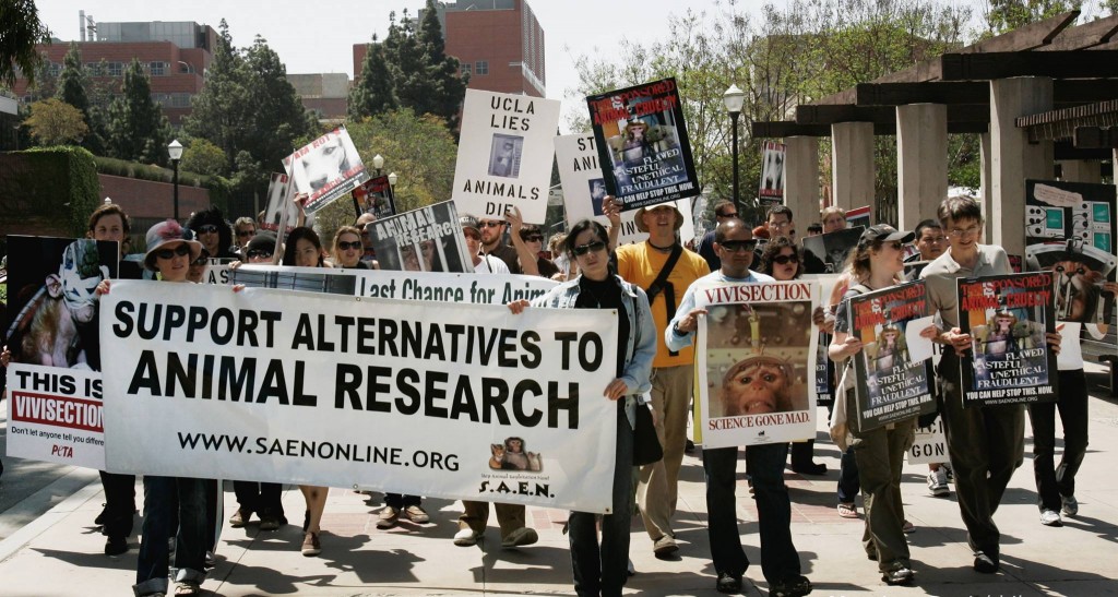 Effective Ways to Advocate for Animals - Humane Decisions