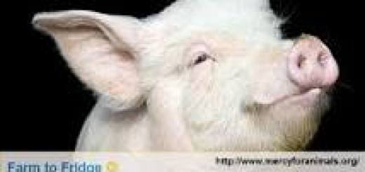 Factory Farm Growth - Humane Decisions