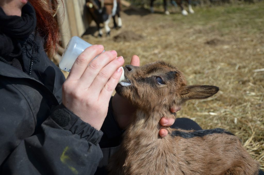 50 Ways Kids Can Help Animals
