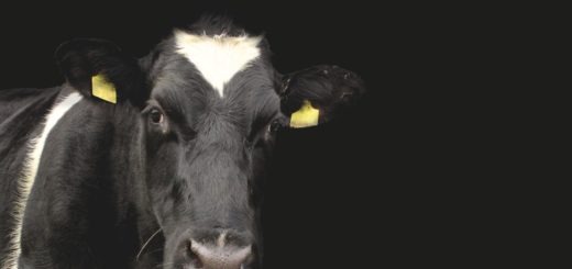 Documentary Film MAD COWBOY, The Story of Howard Lyman