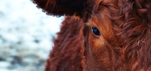 73 Cows—A Story of Courage, Compassion and Conscience