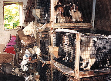 Puppy Mills, Commercial and Backyard Dog Breeders