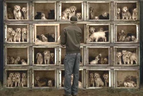 Puppy Mills, Commercial and Backyard Dog Breeders