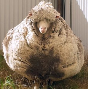 The Cruel Wool Industry