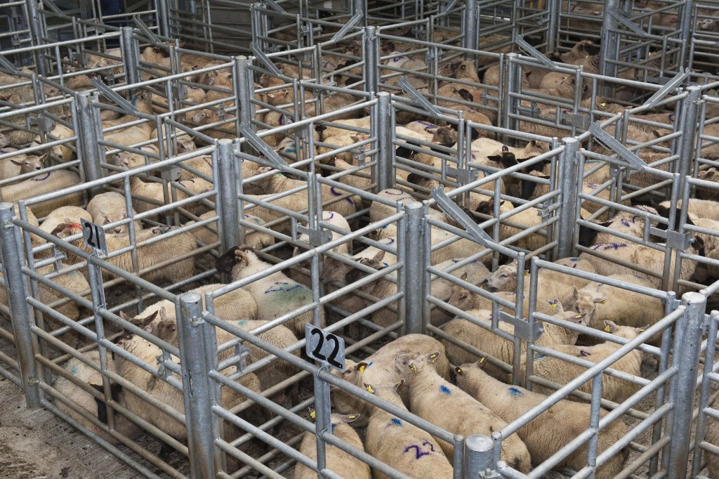 The Cruel Wool Industry