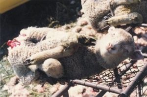 The Cruel Wool Industry