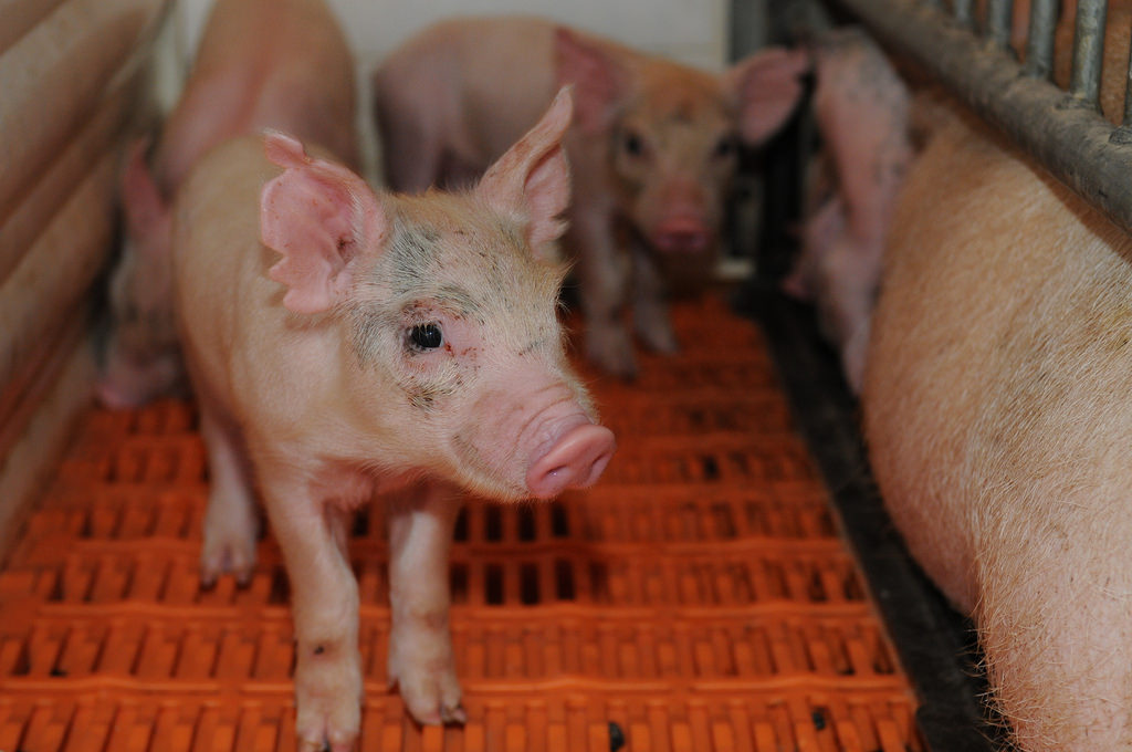 Books About Animal Exploitation and How to Help