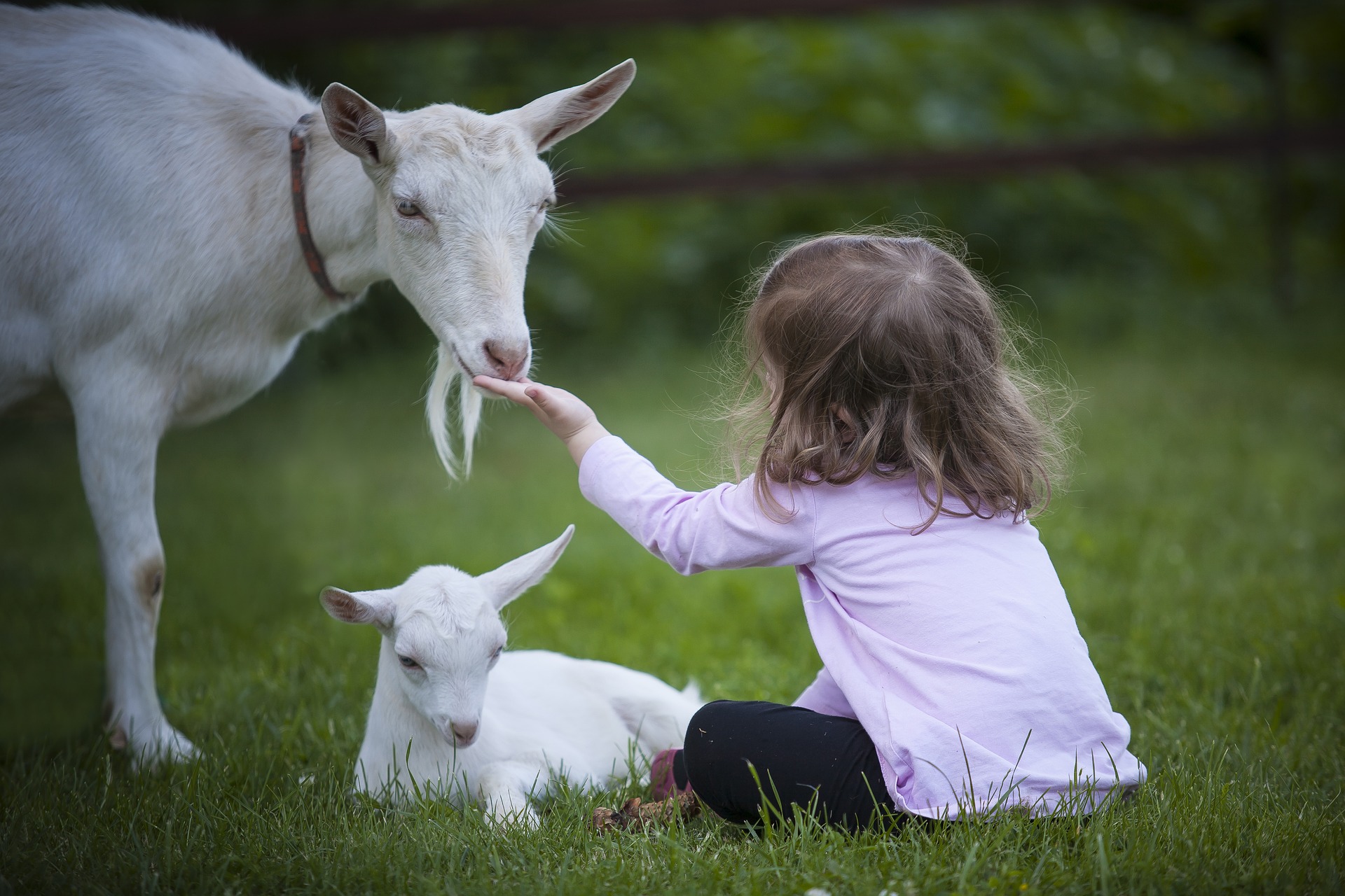 Books Teaching Compassion for Animals to Children of All Ages - Humane ...