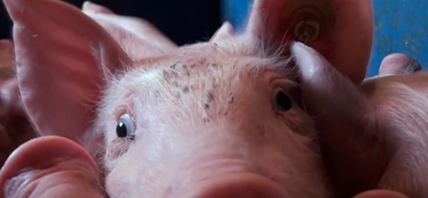 Facing Animals, An Animal’s Eye-View Perspective of Their Life - Humane ...