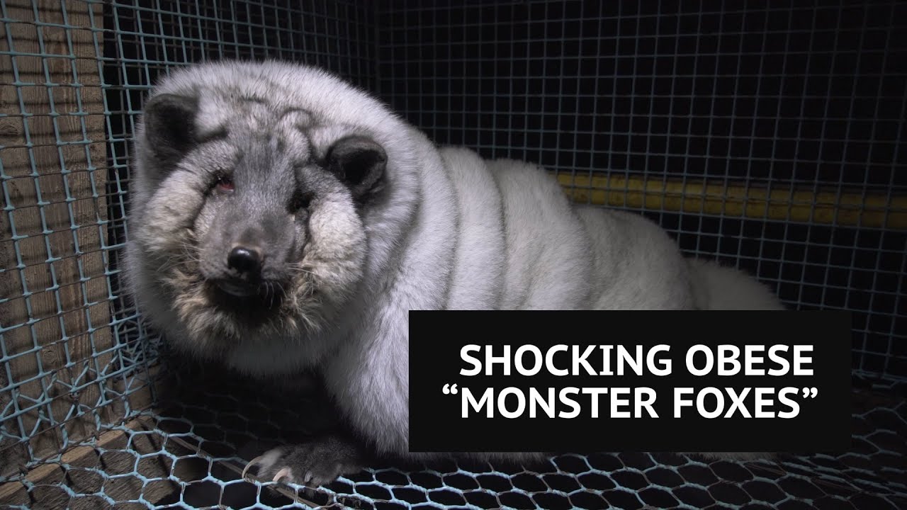 FUR: A LIFETIME – The Tragic Short Lives of Three Foxes on a Fur Farm ...