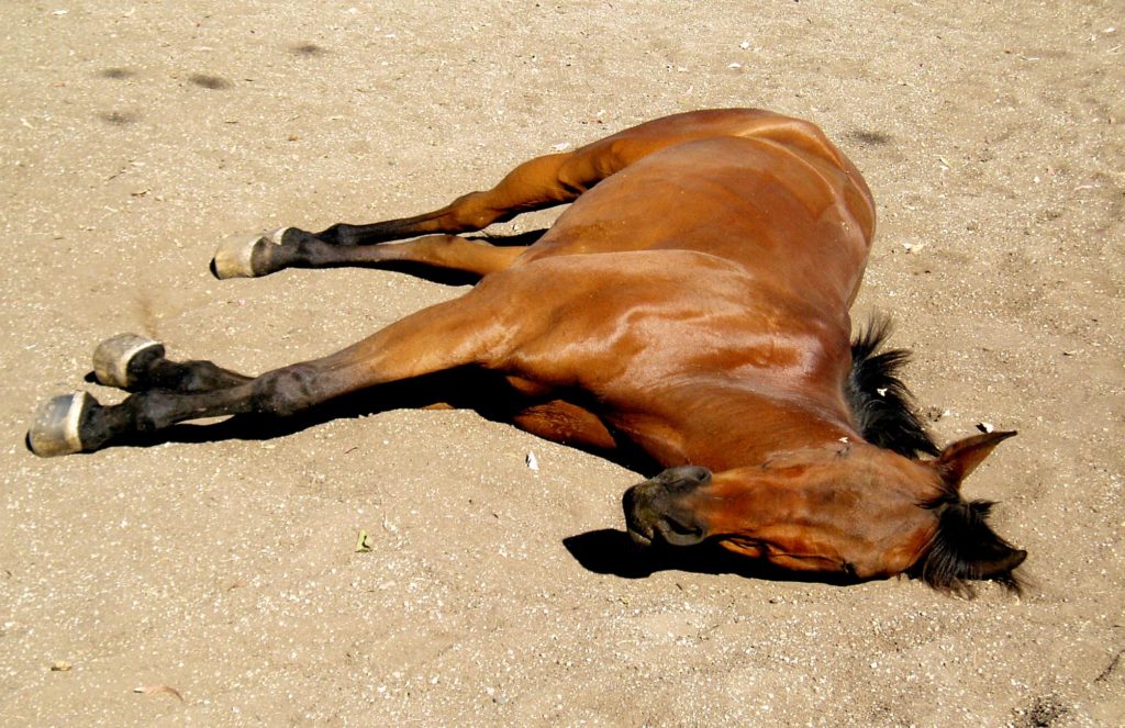 The Cruelty of Horse Blood Farms