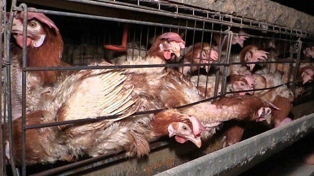 The Life of Battery Caged Egg-Laying Hens - Humane Decisions