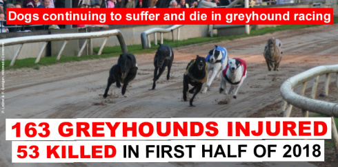 The Cruelty of Greyhound Dog Racing