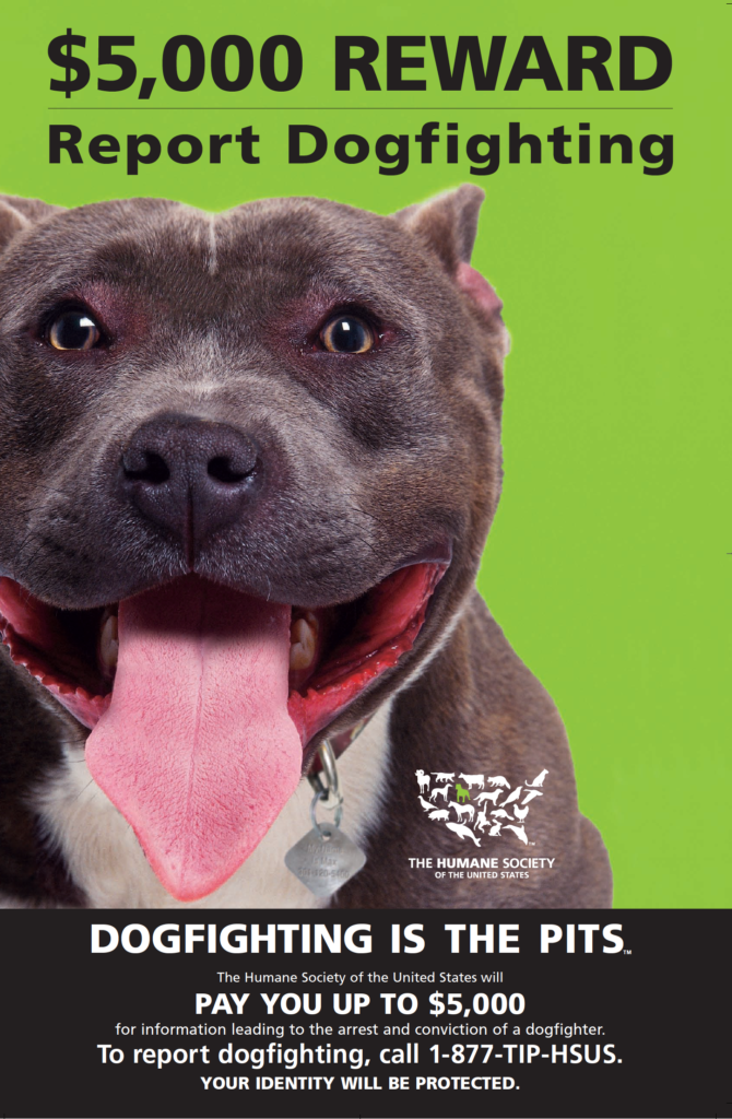The Champions, a Documentary About the Pit Bulls Rescued from the ...
