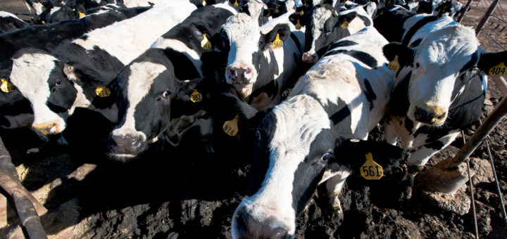 Factory Farming - Humane Decisions