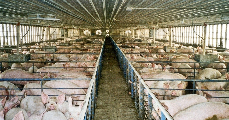 How to End Factory Farming - Humane Decisions