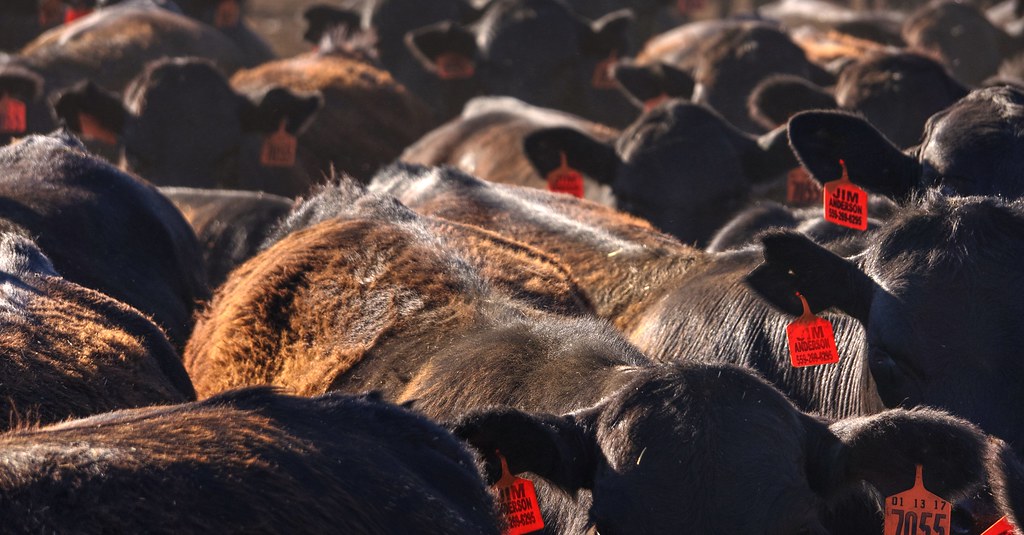 The Life of a Factory Farm Cow Raised for Beef - Humane Decisions