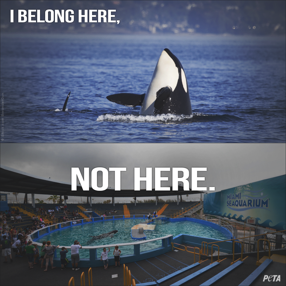 Long Gone Wild – A Documentary About the History of SeaWorld and ...