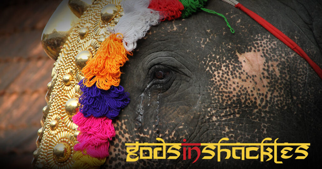 Gods in Shackles, An Exposé on the Shocking Abuse and Exploitation of ...