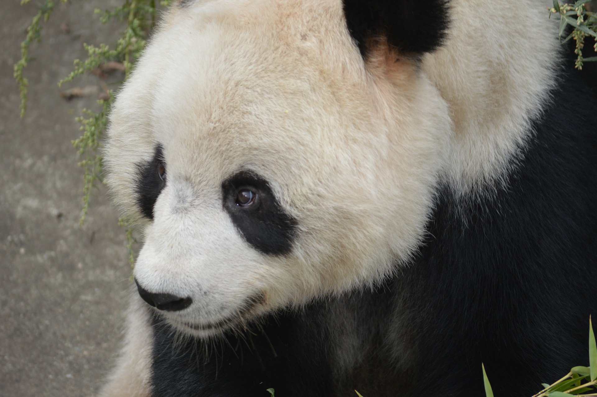 Critically Endangered Species, IUCN Red List - Humane Decisions