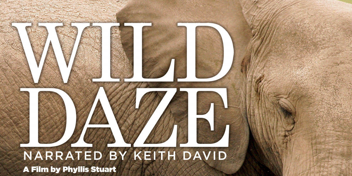 Wild Daze, A Documentary About the Illegal Wildlife Trade and Crime ...